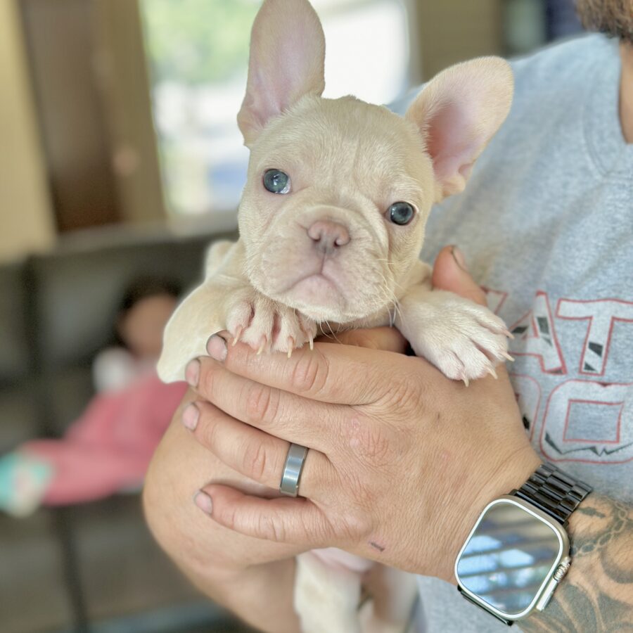 Available Puppies – Welcome To Full Moon Frenchies LLC!